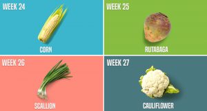 How Big Is My Baby? Week By Week Fruit-Veggie Comparison