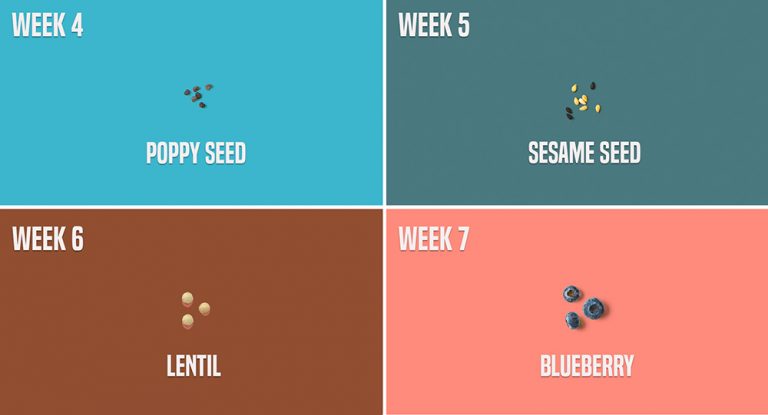 How Big Is My Baby? Week By Week Fruit-Veggie Comparison
