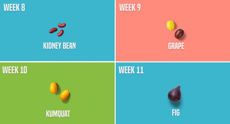 How Big Is My Baby? Week By Week Fruit-Veggie Comparison