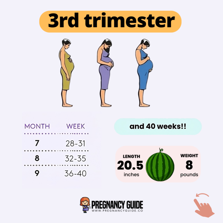 Stages Of Pregnancy First Second And Third Trimester